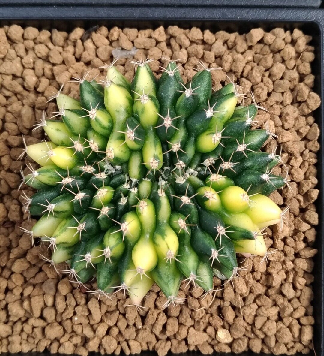 20pcs Succulent Seeds Lithops Rare Living Stones Plants Cactus Home ...