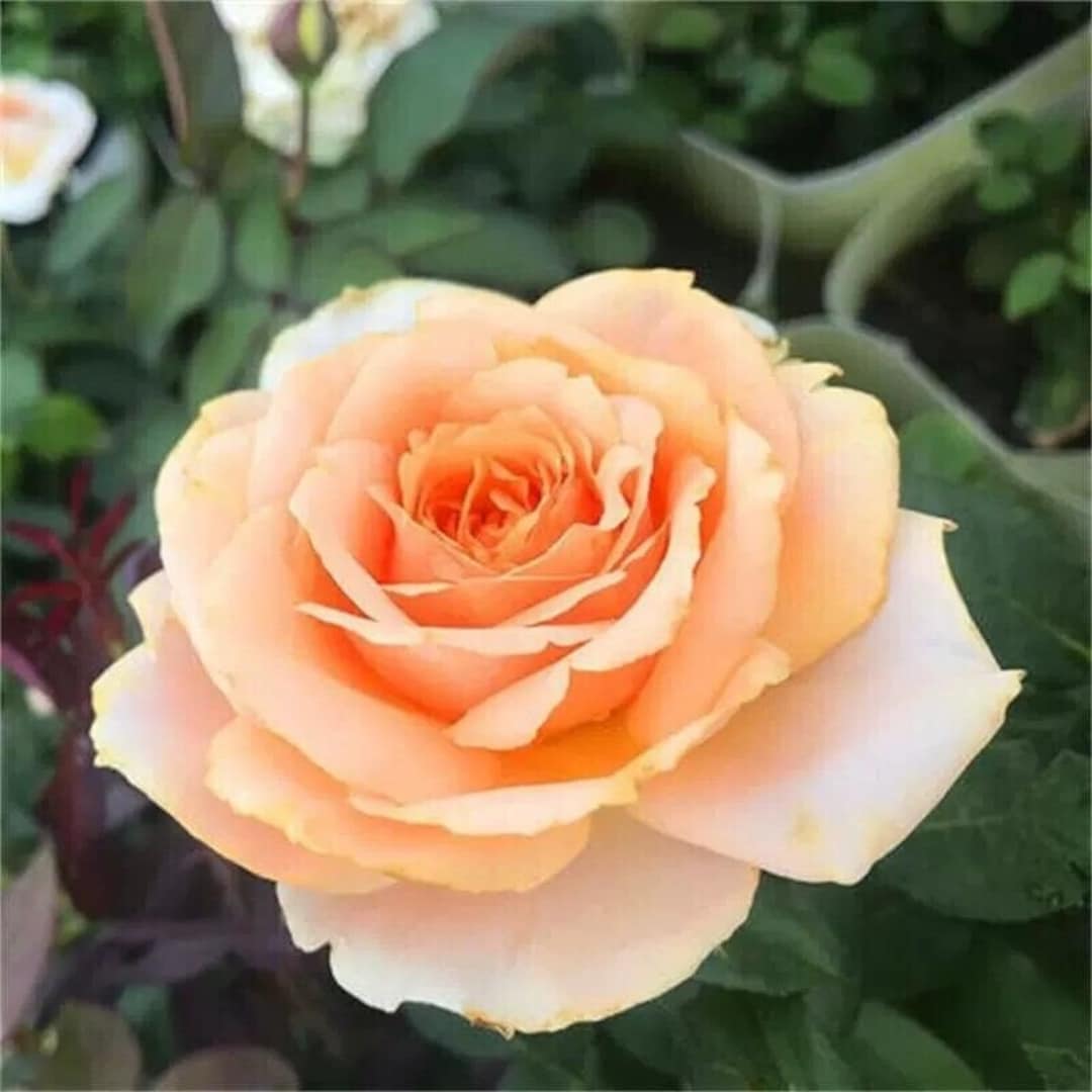 50/pack Peach Avalanche Rose Seeds Flower Bush Perennial Flowers Seed ...