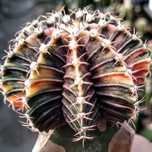 Lithops Rare Living Stones Plants Cactus Home Plantnes Plants Cactus ...