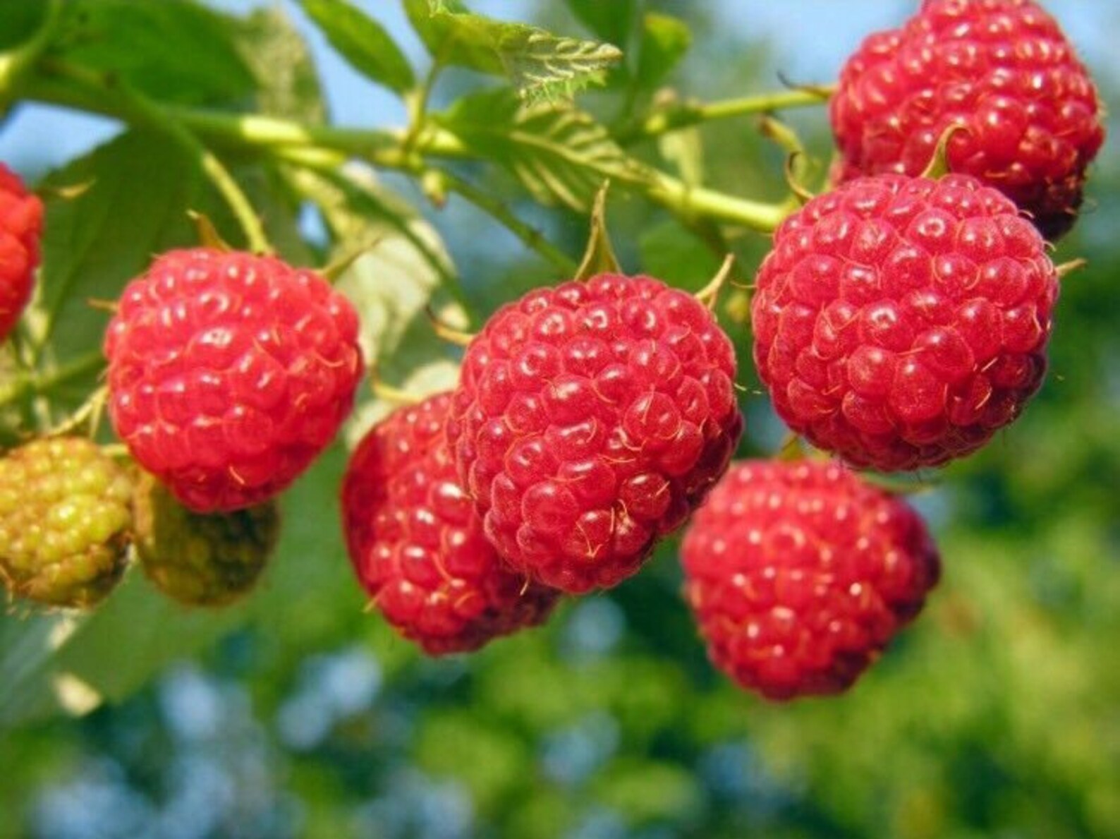 Giant Sweet Tulameen Raspberry 100 SEEDS Medicinal Antioxidant Fibre - Etsy