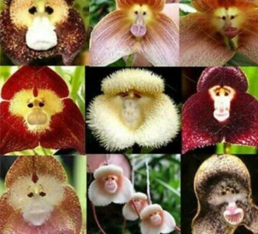 50pcs Monkey Face Orchid Flower Seeds Plant Bonsai Home Garden.(#2144 ...