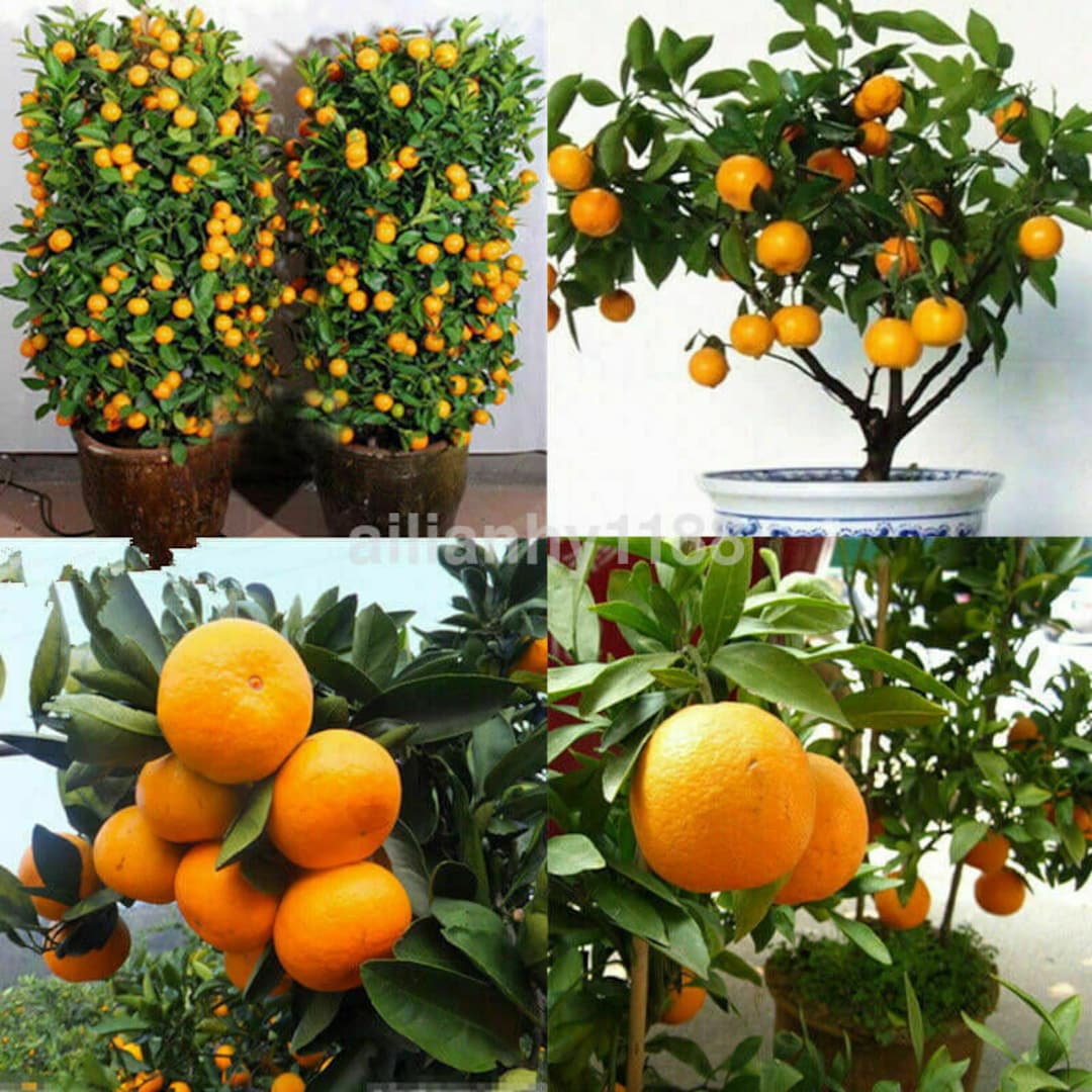 Edible Dwarf Orange Mandarin Tree Garden Fruit Flores Bonsai Citrus 30 ...
