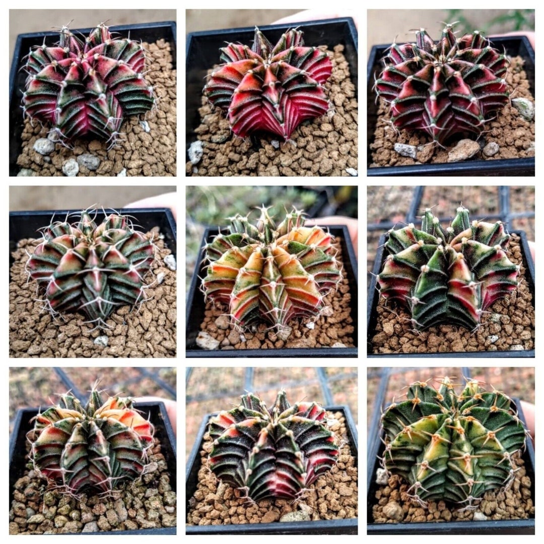 Lithops Rare Living Stones Plants Cactus Home Plantnes Plants Cactus ...