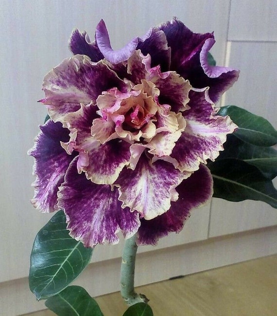 Single Purple Desert Rose