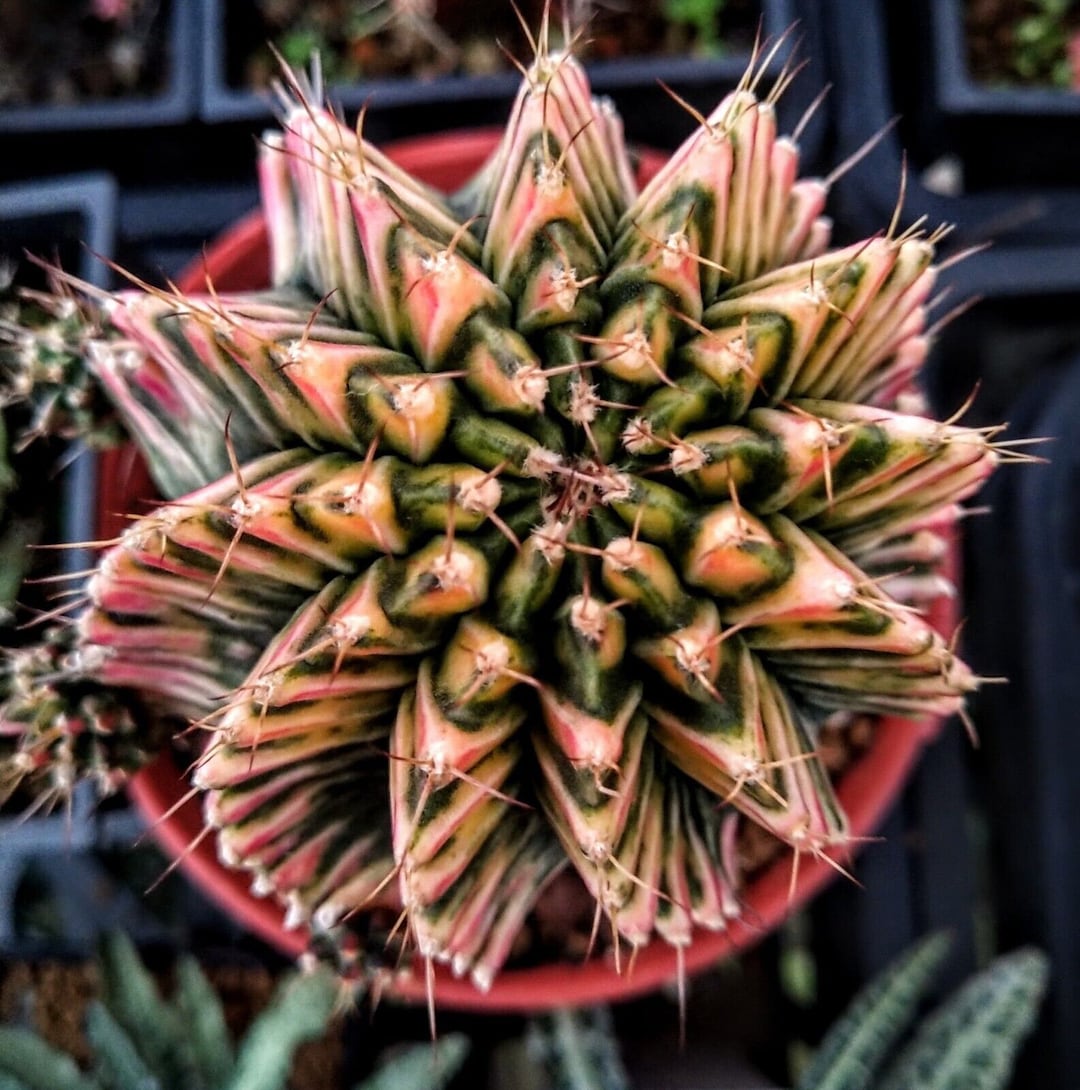 Lithops Rare Living Stones Plants Cactus Home Plantnes Plants Cactus ...