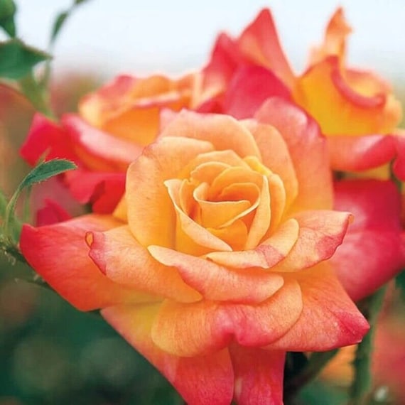 50pcs Seeds Climbing Joseph's Coat Rose Bush - Etsy