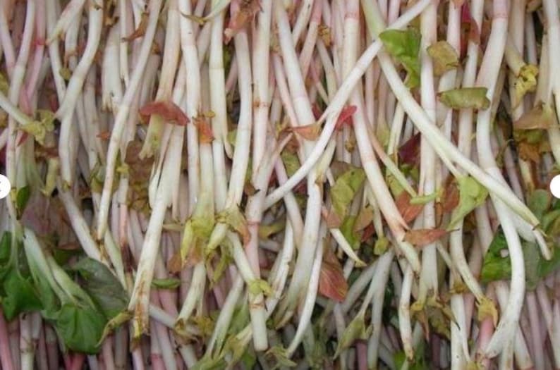 50PCS Seeds. Houttuynia Cordata Plant Seed Fish Mints Fresh - Etsy