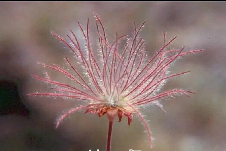 40 Seeds Prairie Smoke Seeds Bonsai Potted Rare Flower Seeds - Etsy