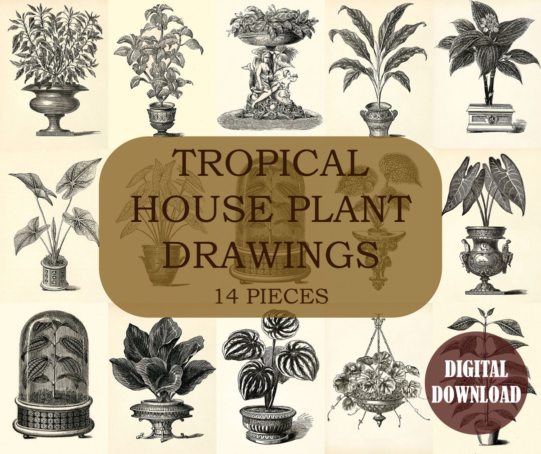 Tropical House Plant Drawings Antique Printable Digital Images, Vintage ...