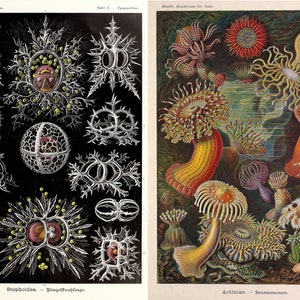 Sea Life by Ernst Haeckel Printable Images Ephemera - Etsy