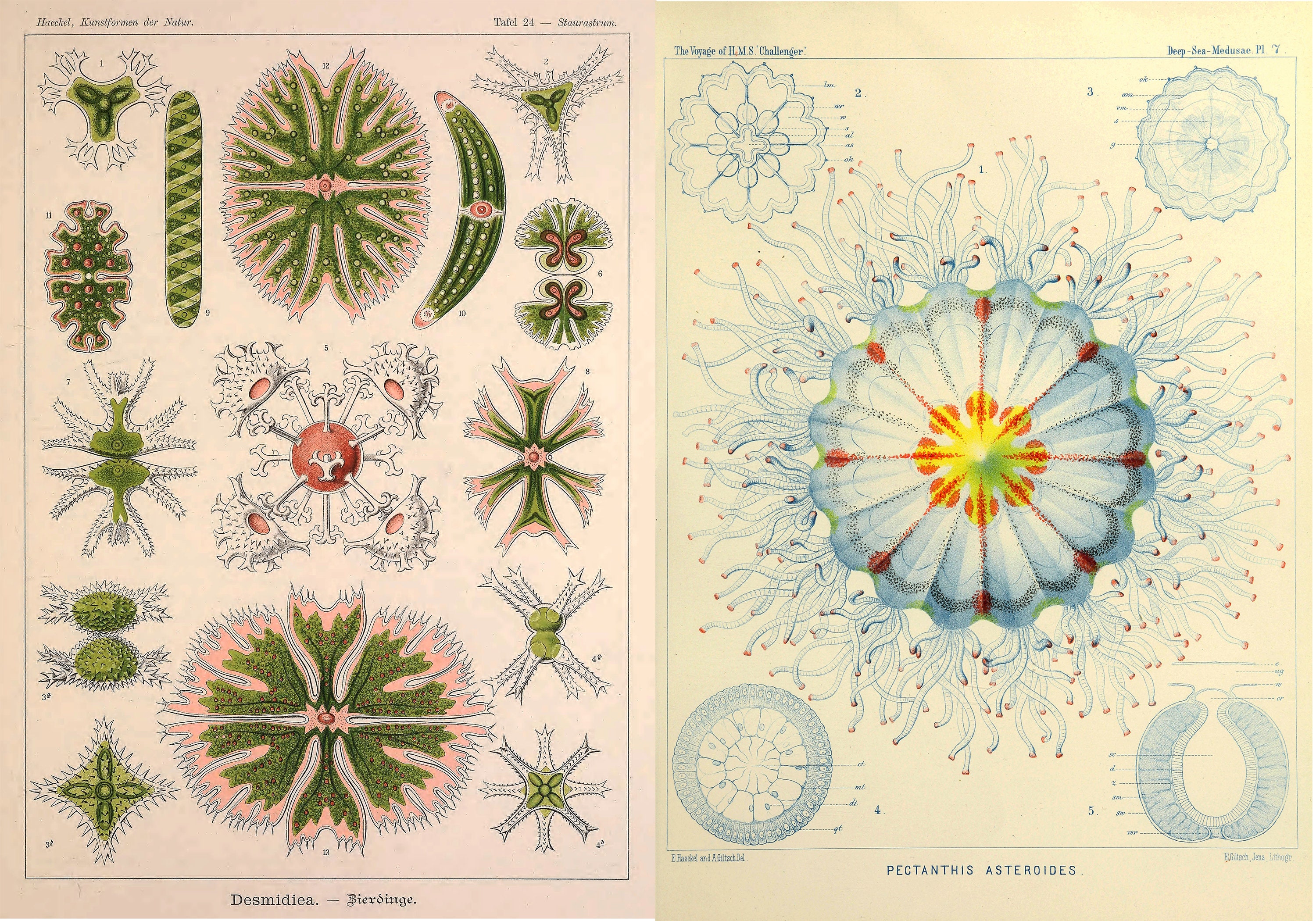 Sea Life by Ernst Haeckel Printable Images Ephemera - Etsy