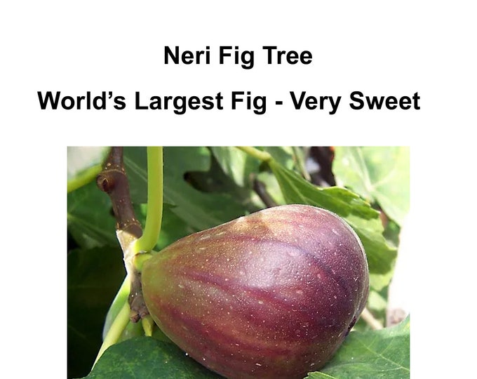 GE NERI FIG - Rare Fig Tree - Tennis Ball Size Fruit - Very Sweet ...