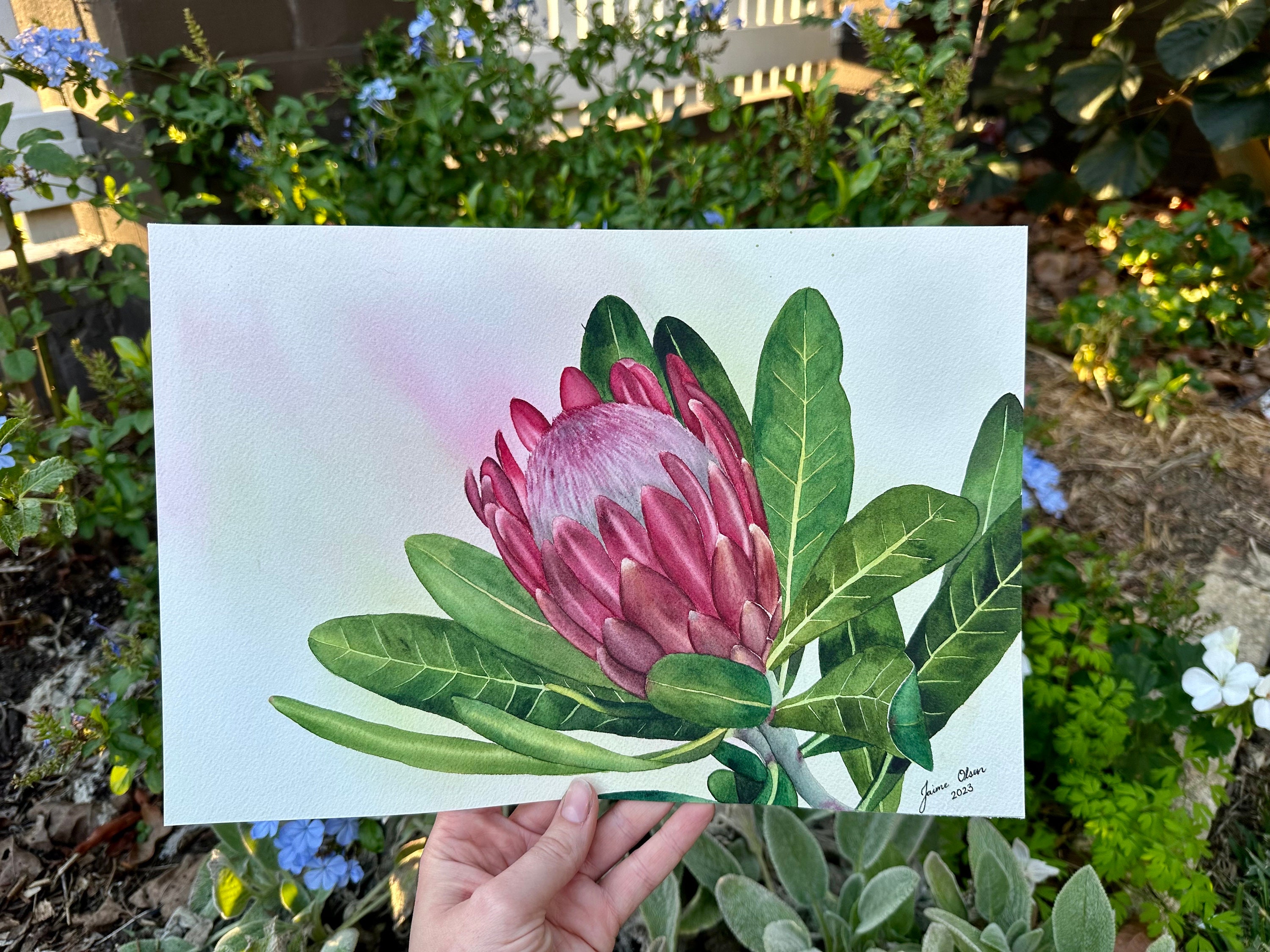 Protea Australian Flora Watercolour Original Painting - Etsy