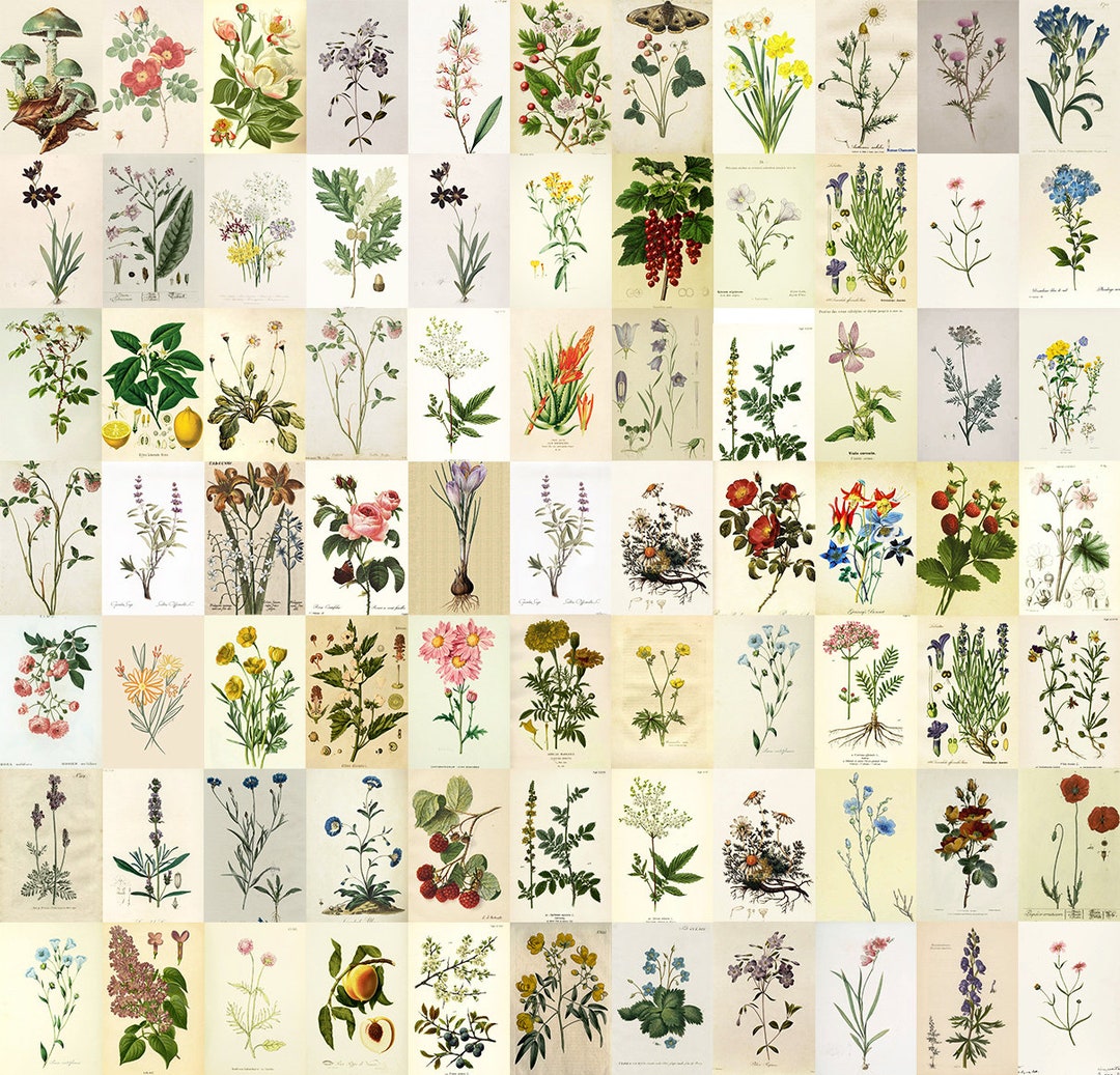80 PCS | Boujee Vintage Botanic Poster Wall Collage Kit | Retro ...