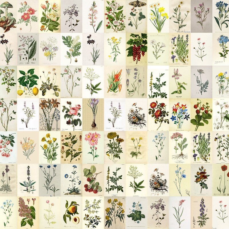 Botanical Poster - Etsy