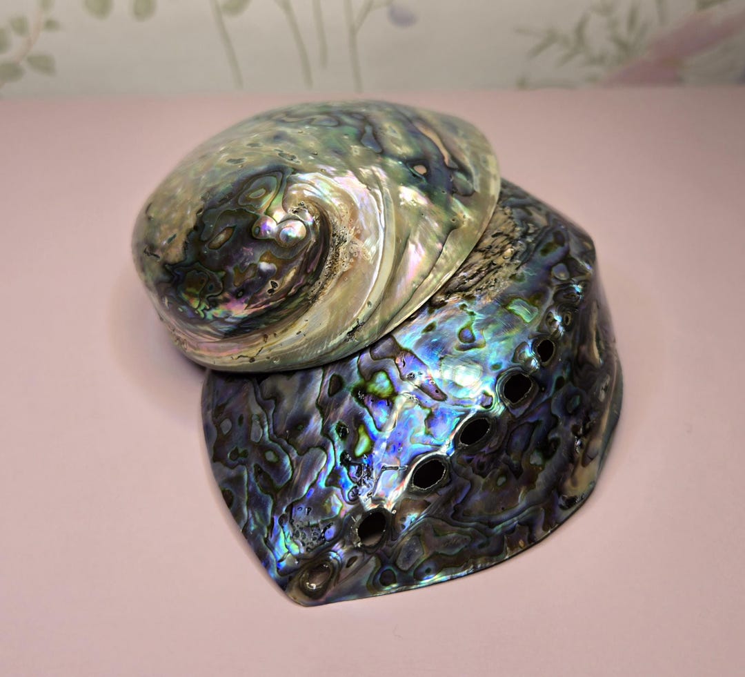 Vintage New Zealand Paua Shell Pair – Iridescent Abalone Shells by ...