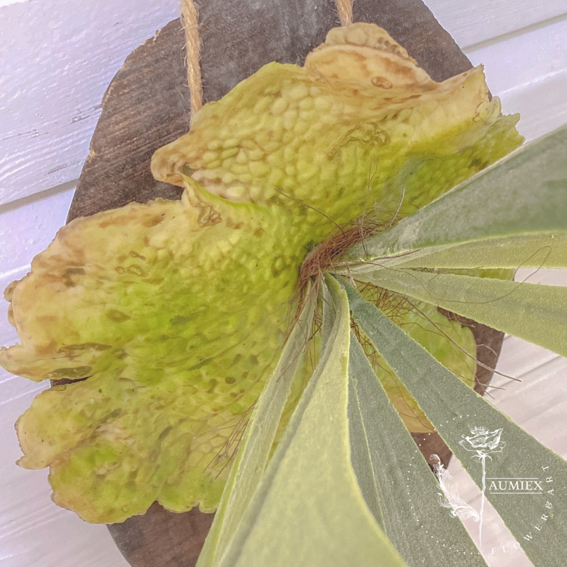 Staghorn Ferns Living Wall Display - Etsy