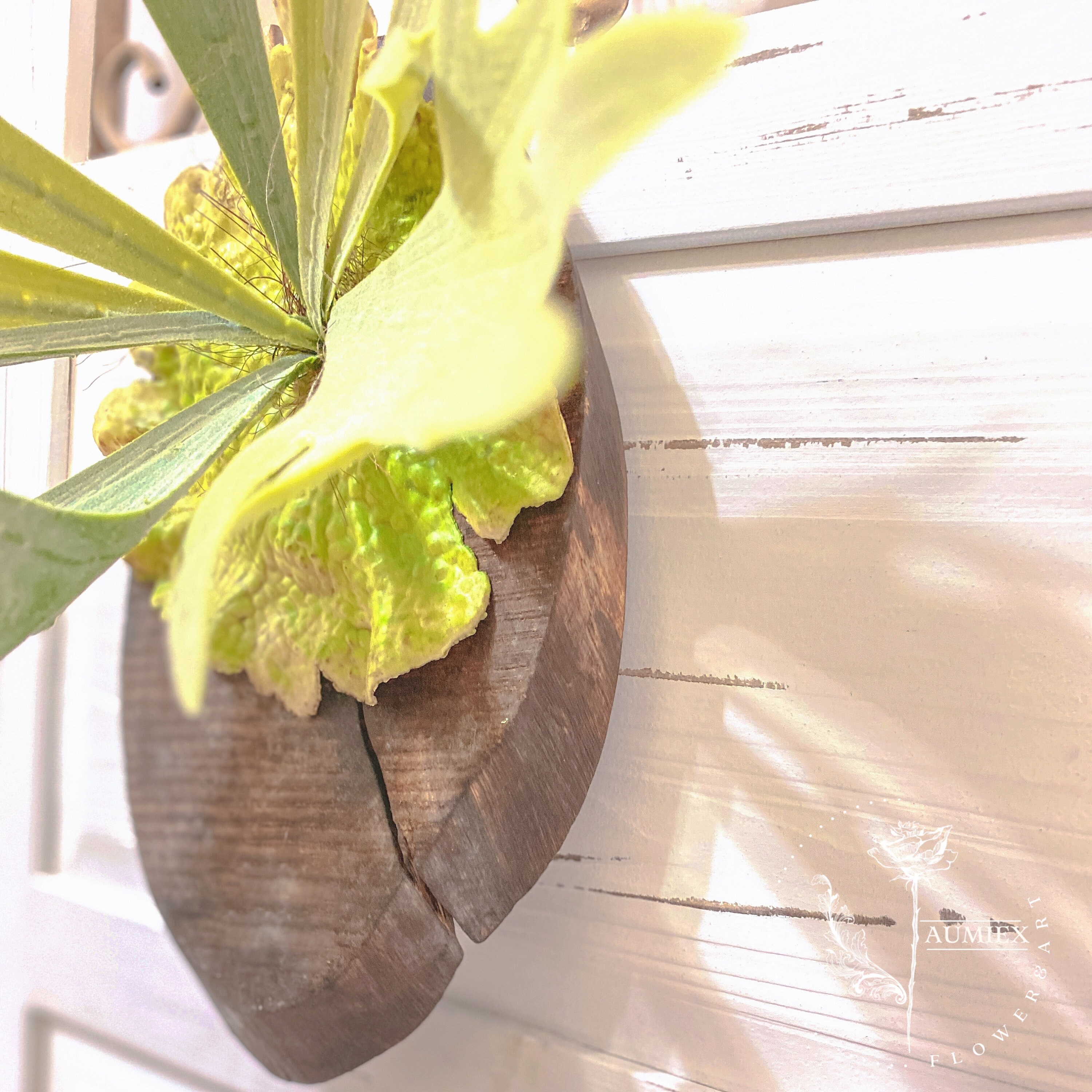 Staghorn Ferns Living Wall Display - Etsy