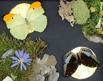 Real Pinned Butterflies - Etsy