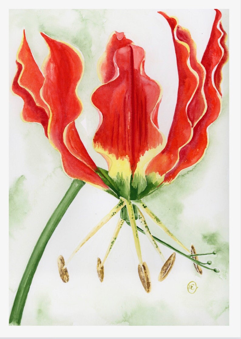 Watercolor Flame Lily Flower Art Print, Fire Lily Botanical Wall Decor ...