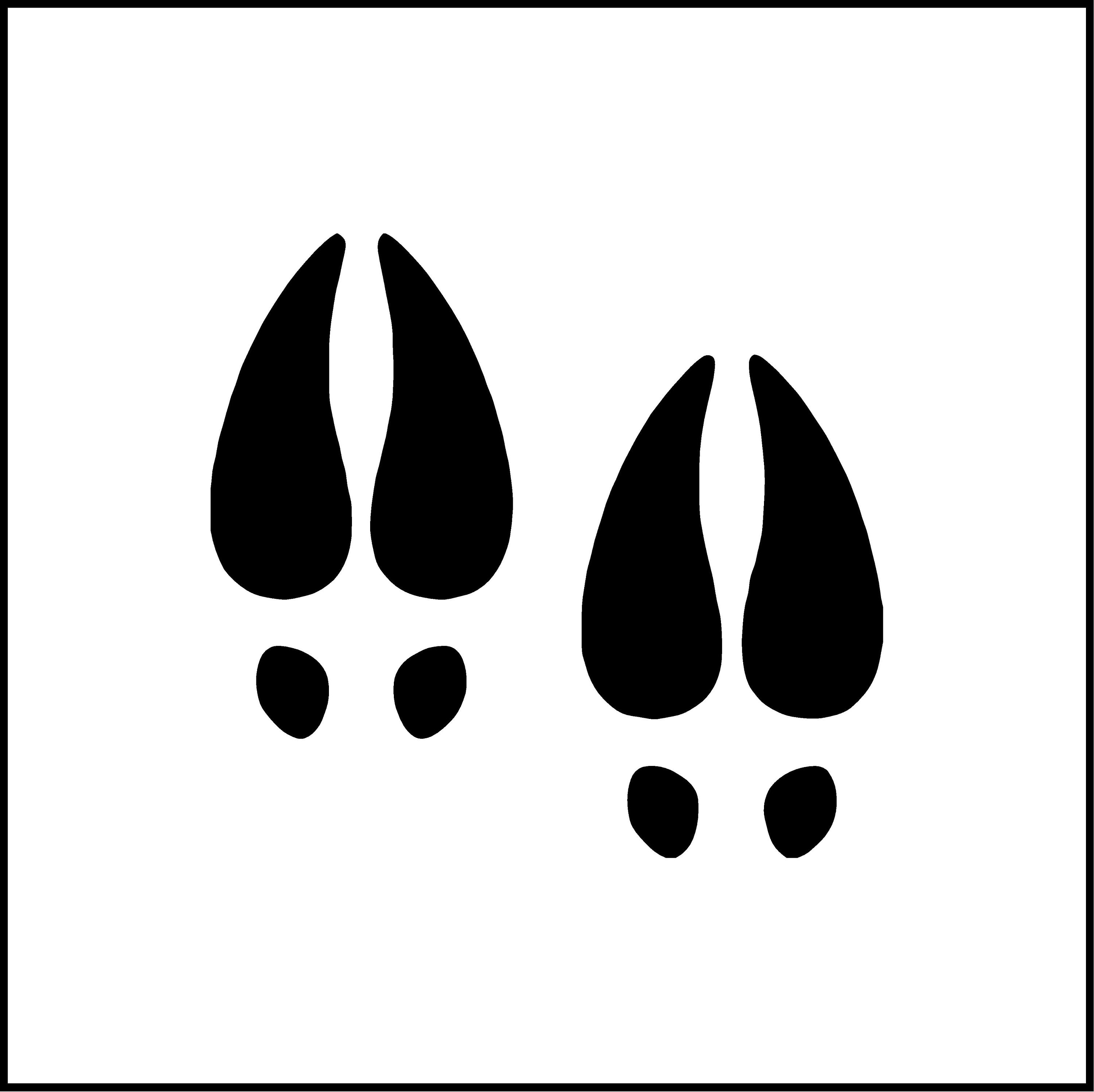 Whitetail Deer Hoof Print
