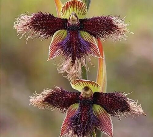 Orchid Flower Rare Home Garden Mixed Colors 50pcs Seeds | Etsy