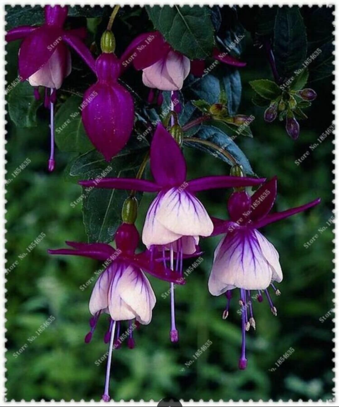 50pcs/bag Fuchsia Seeds Potted Flowers Seeds,bonsai Seeds. (#9730) - Etsy