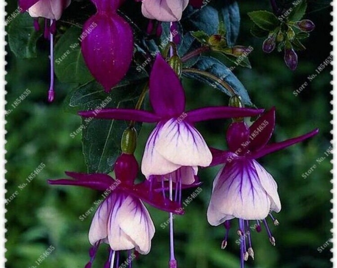 20+ Color Mix Fuchsia Seeds - Vibrant Potted Flower Seeds, Colorful ...