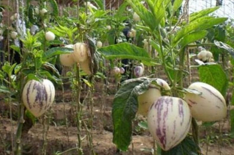 Pepino Melon Seed Melon Pear or Sweet Cucumber Exotic Fruit 10 Seeds - Etsy