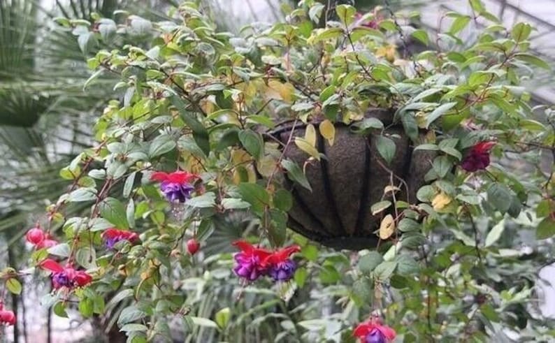 50pcs/bag Mix Fuchsia Seeds Potted Flowers Seedsbonsai Seeds. - Etsy