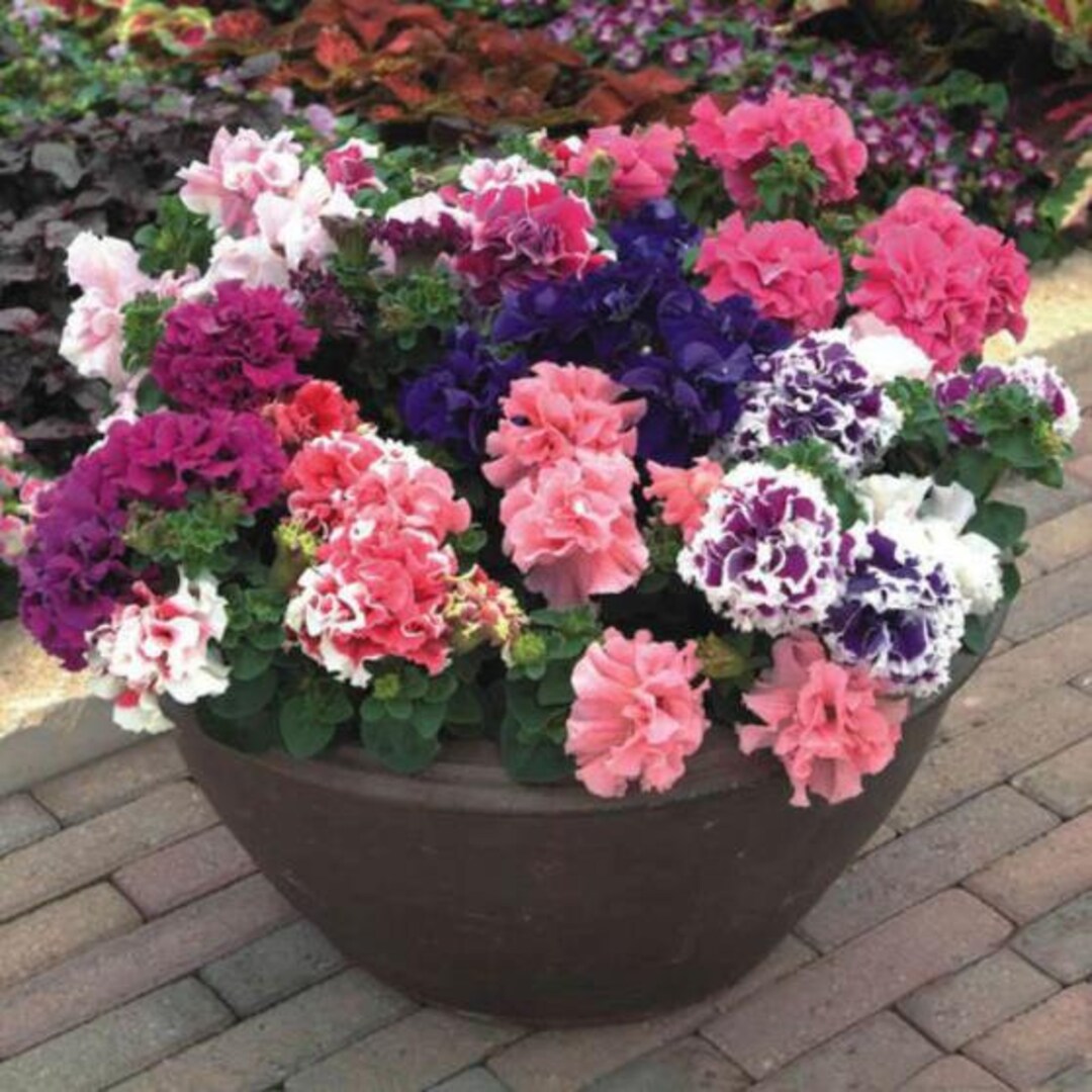 Petunia Multiflo STAR MIX 50 Fresh Seeds Free Usa Shipping - Etsy