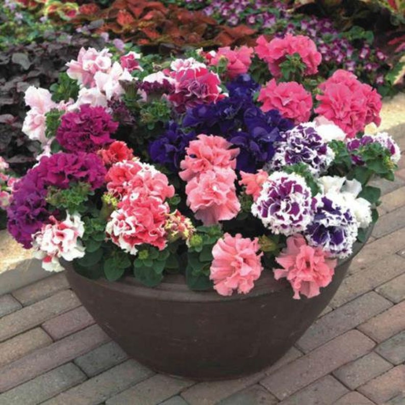 Petunia Multiflo STAR MIX 50 Fresh Seeds Free Usa Shipping - Etsy