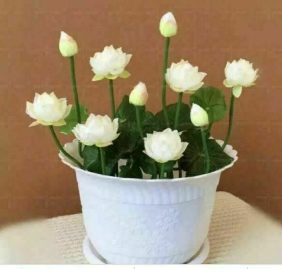 Usa-seller 10pcs Water Lily Mini Lotus Seeds （S#0508） - Etsy