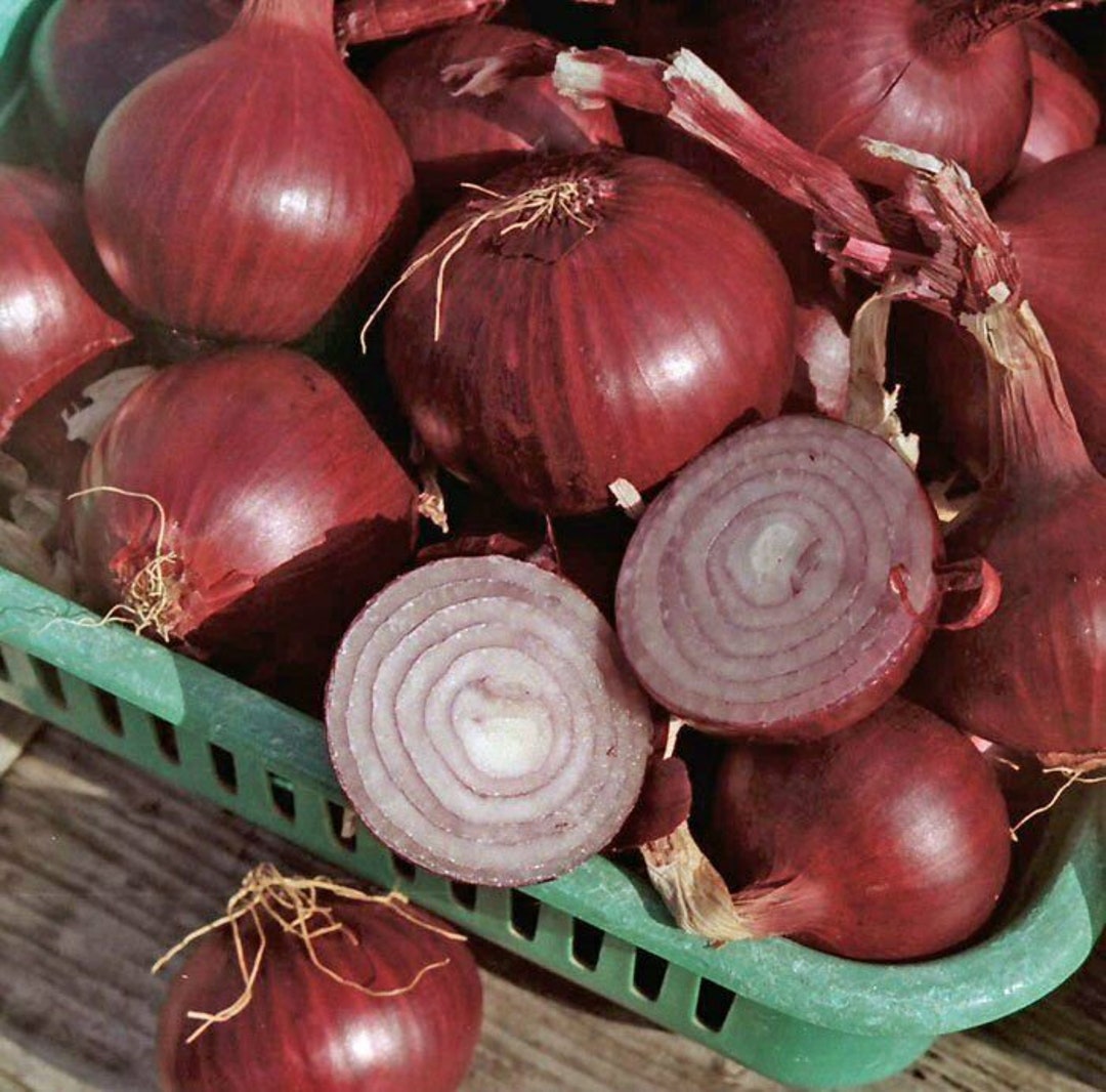 50PCS Seeds Onion Red Baron Giant Vegatable Organic Heirloom NON-GMO - Etsy