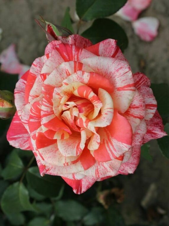 50 Salmon White Rose Seeds Flower Bush Perennial Shrub | Etsy