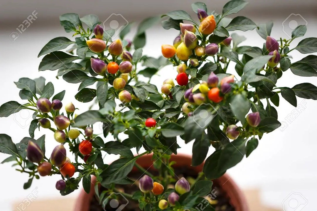 20pcs FRESH Spicy Ornamental Pepper Seed RAINBOW Pepper Seeds - Etsy