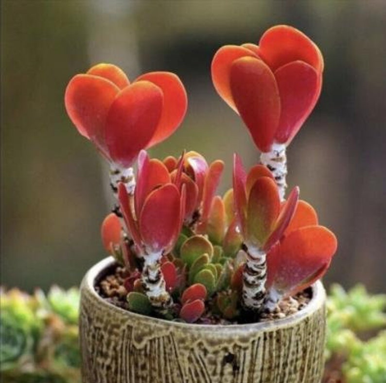 50pcs Succulent Seeds Colorful Echeveria Rare Exotic Succulent - Etsy