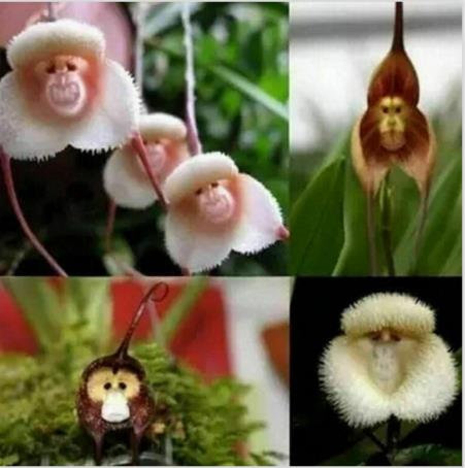 50pcs Monkey Face Orchid Flower Seeds Plant Bonsai Home Garden. (#0806 ...