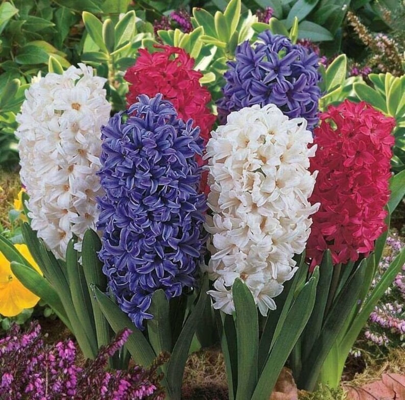 USA- 50pcs Hyacinthus Orientalis Seeds, Hyacinth Seeds, Mixing ...