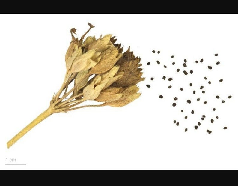 USA-50 Pcs/bag Multicolor Primula Seeds, Colorful Flowers Seeds - Etsy