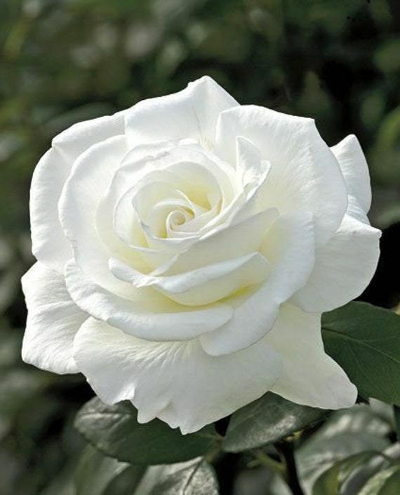 50 Double White Rose Seeds Flower Bush Perennial Shrub Flowers - Etsy