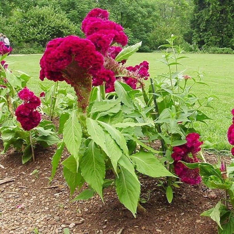 Bulk Seed 50 Giant Cockscomb Seeds Celosia Cristata for Garden - Etsy