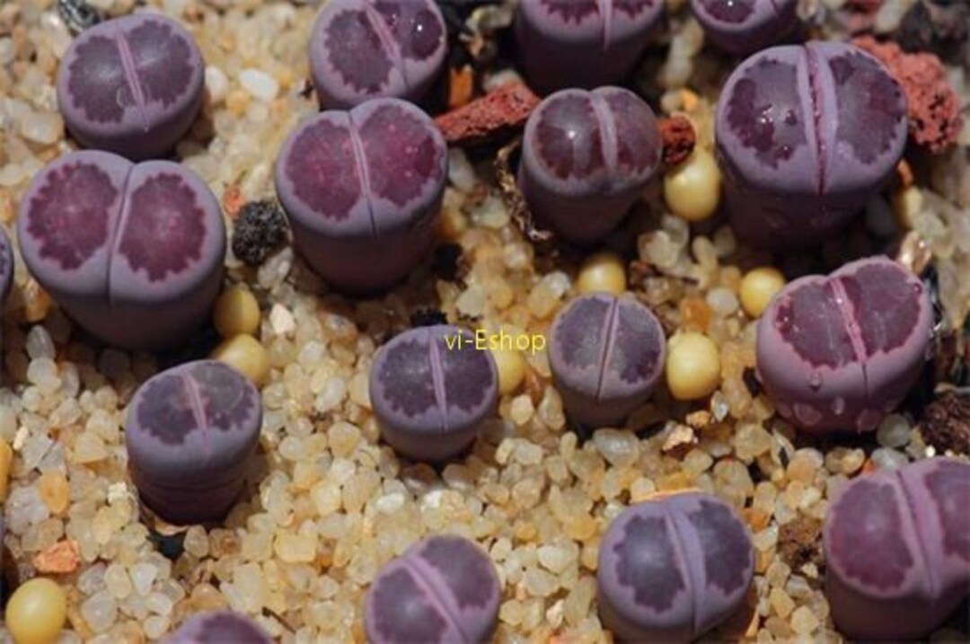 RARE Lithops 'sato's Violet' Succulent Cactus Exotic Living Stones ...