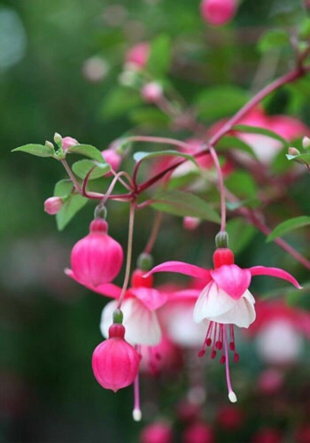 50pcs/bag Fuchsia Seeds Potted Flowers Seeds,bonsai Seeds. (#1225) - Etsy