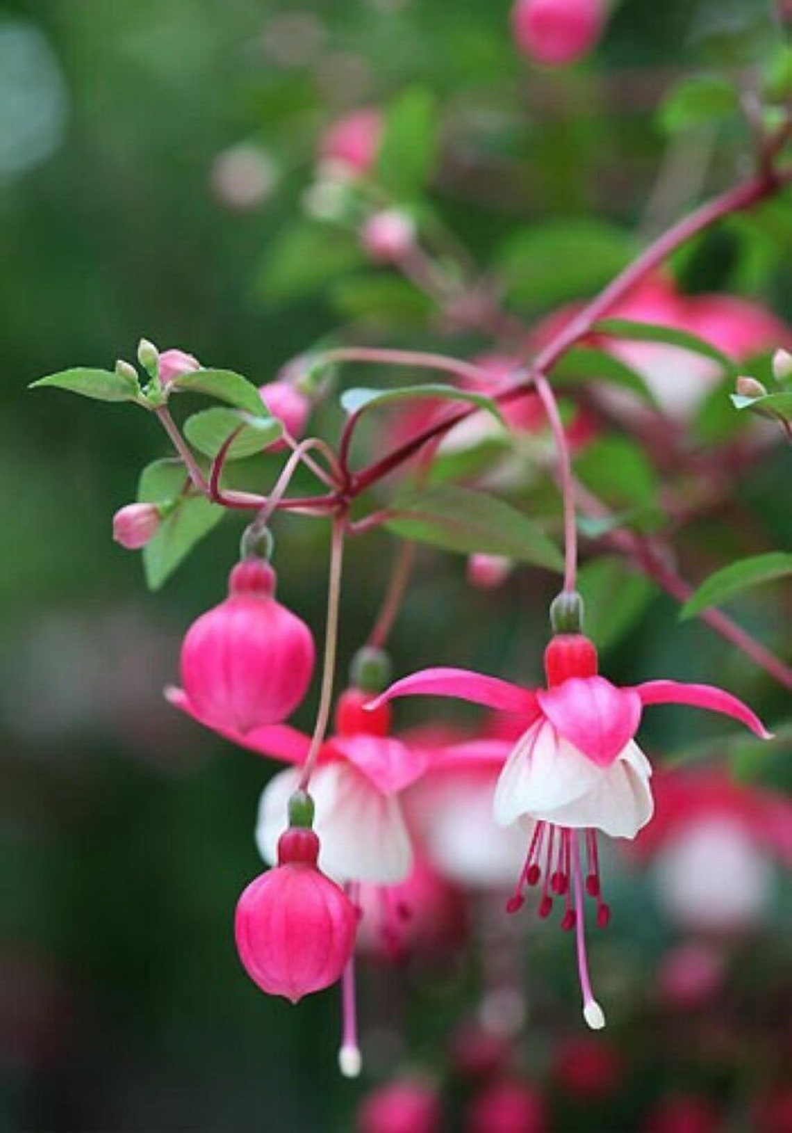 50pcs/bag Fuchsia Seeds Potted Flowers Seedsbonsai Seeds. - Etsy