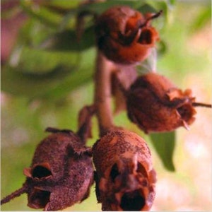 50pcs Skeleton Grass Flower Snapdragon Seeds. (#5535) - Etsy