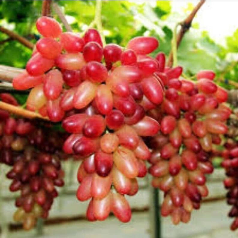 50PCS Rare Finger Grape Seeds Advanced Fruit Seed Natural - Etsy