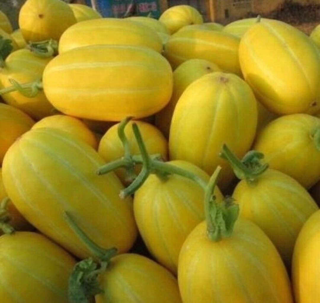 50PCS SEEDS Fresh Sweet Organic Yellow Melon Seeds Vegetable Fruit ...