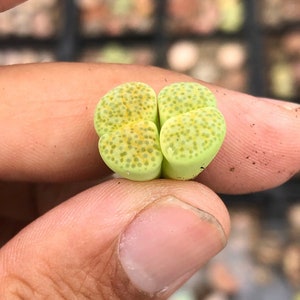 RARE Lithops Mix Succulent Cactus EXOTIC Living Stones Desert Rock Seed ...