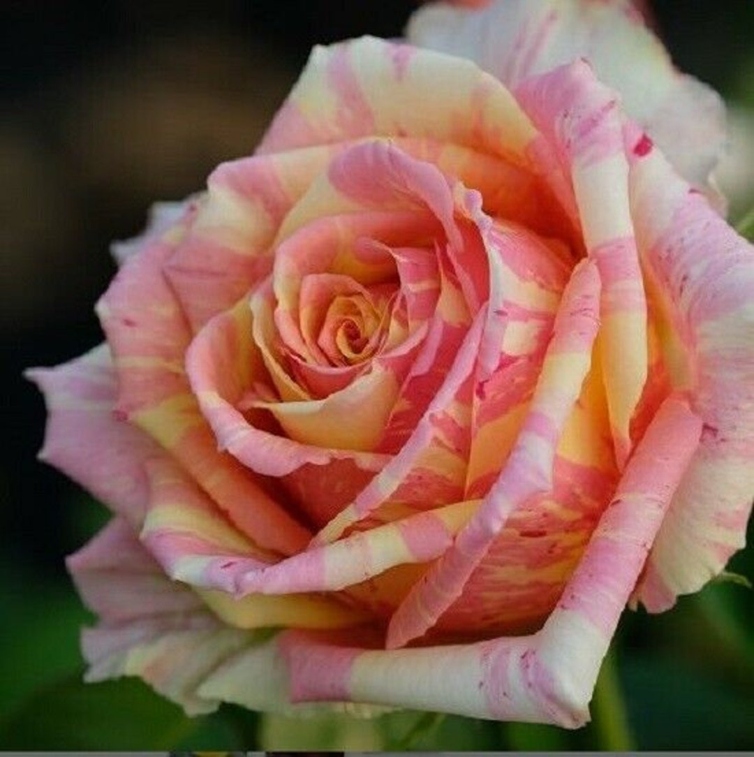 50 Pink Yellow Cream Rose Seeds Flower Bush Perennial Shrub Flowers ...